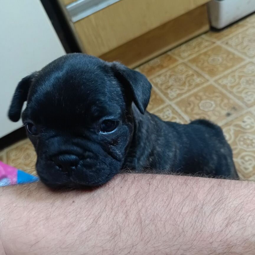 Французский бульдог, щенок