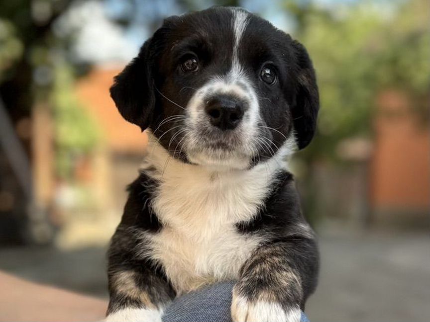 Малыши Кардиганчики