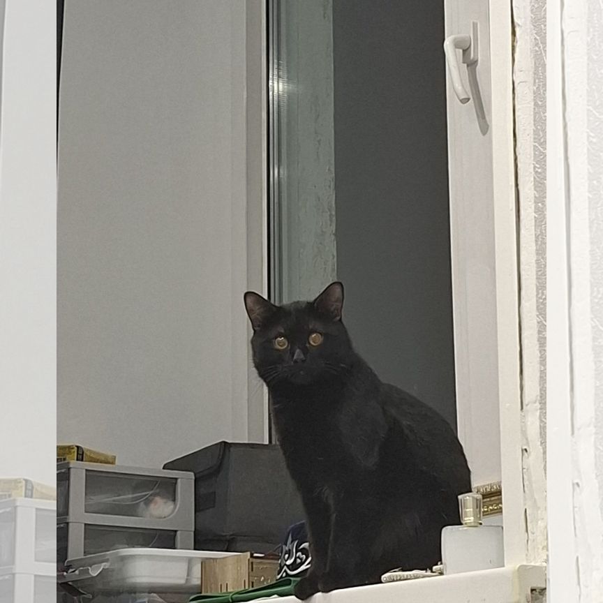 Американский бурманский котёнок