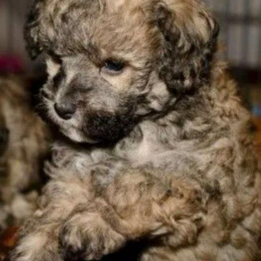 Кудрявый малыш