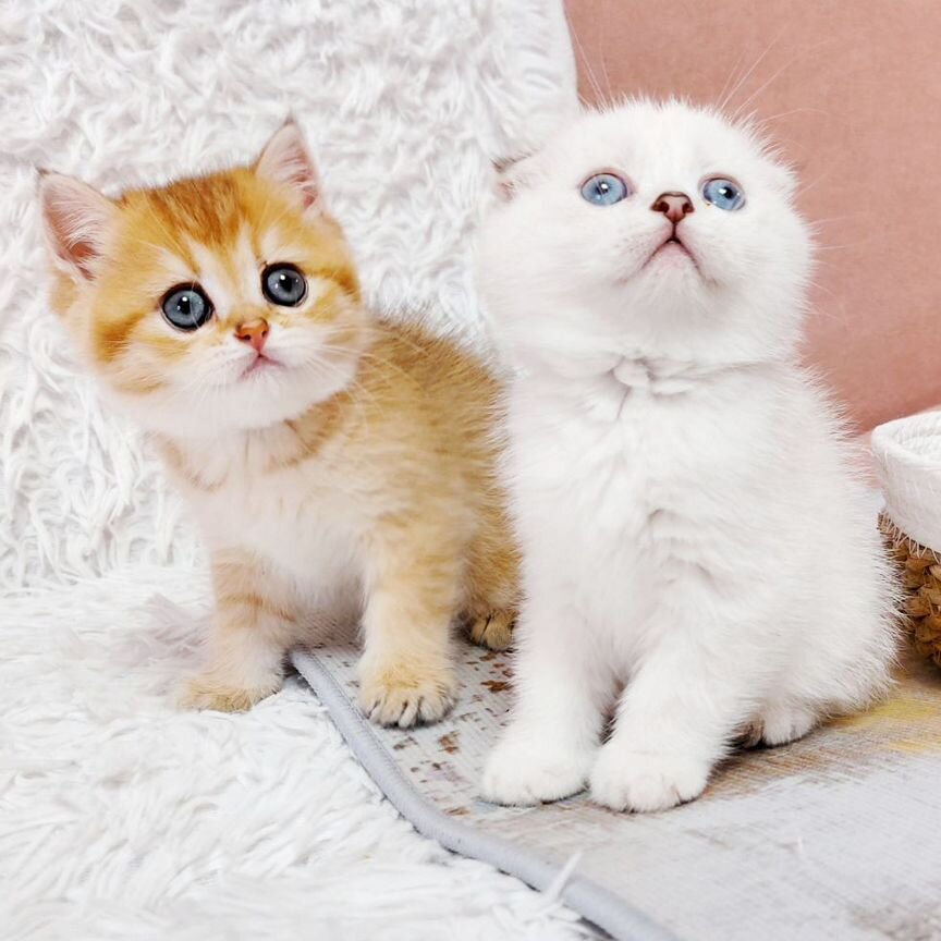 Шотландская