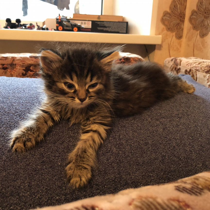 Котёнок в добрые руки