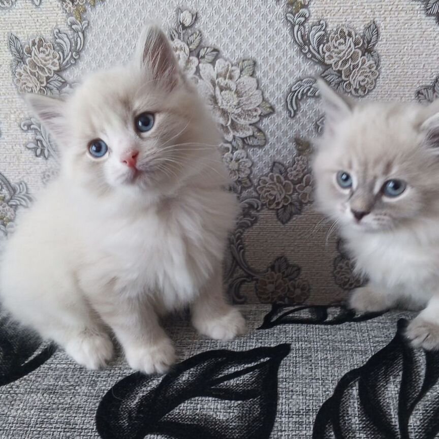 Невский маскарадный котёнок