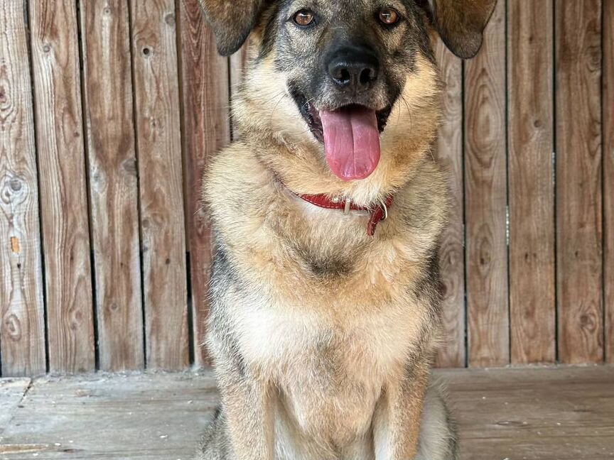 Боня ждёт в приюте