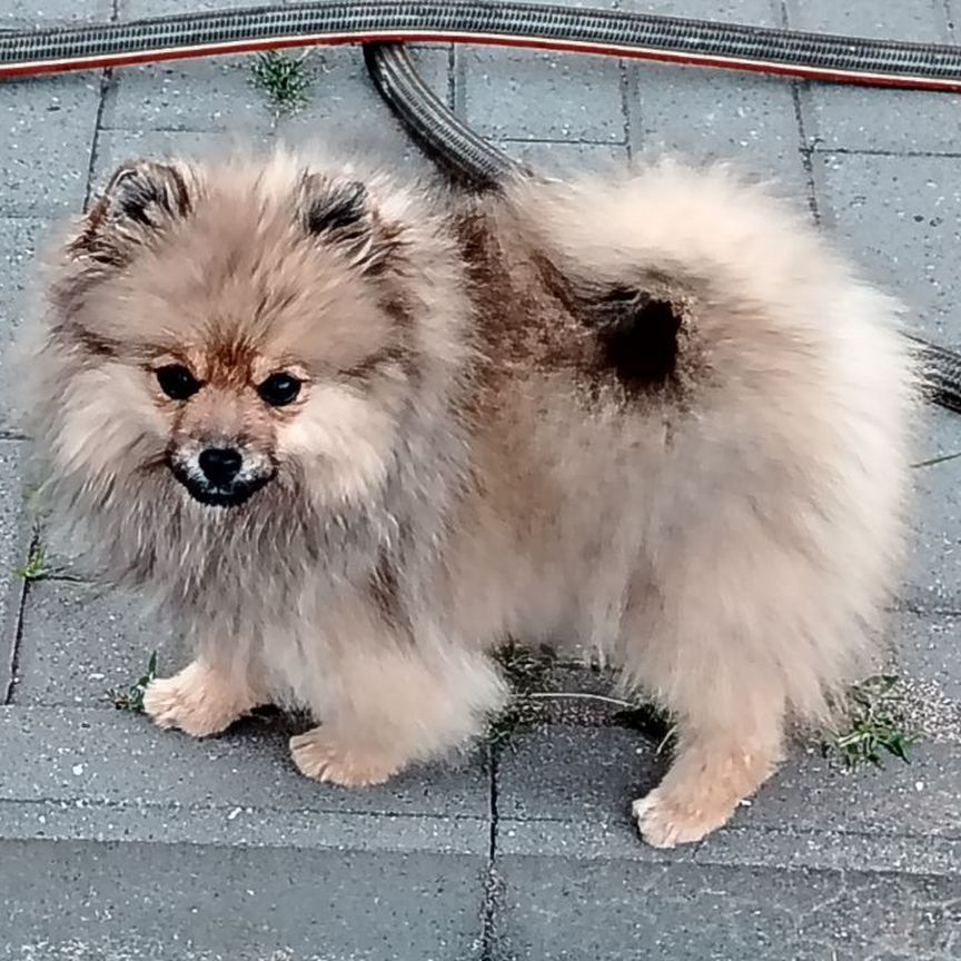 Немецкий шпиц, щенок