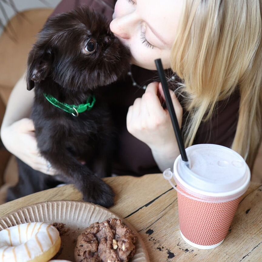 Шоколадный грифон