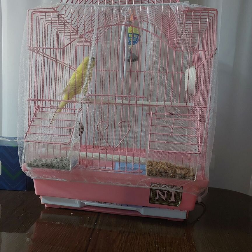 Волнистый попугай с клеткой