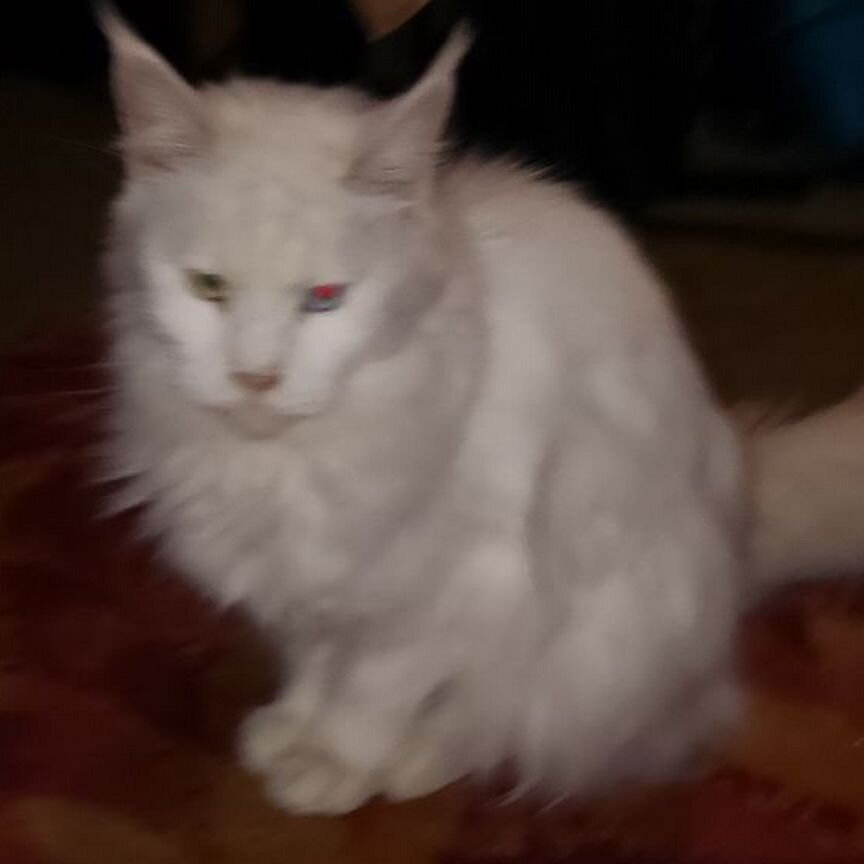 Продаётся кошка, порода Мейнкун