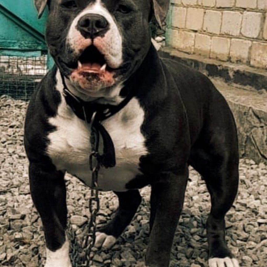 Ам.булли щенок