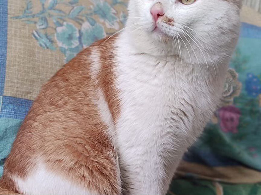 Красавчик Вася