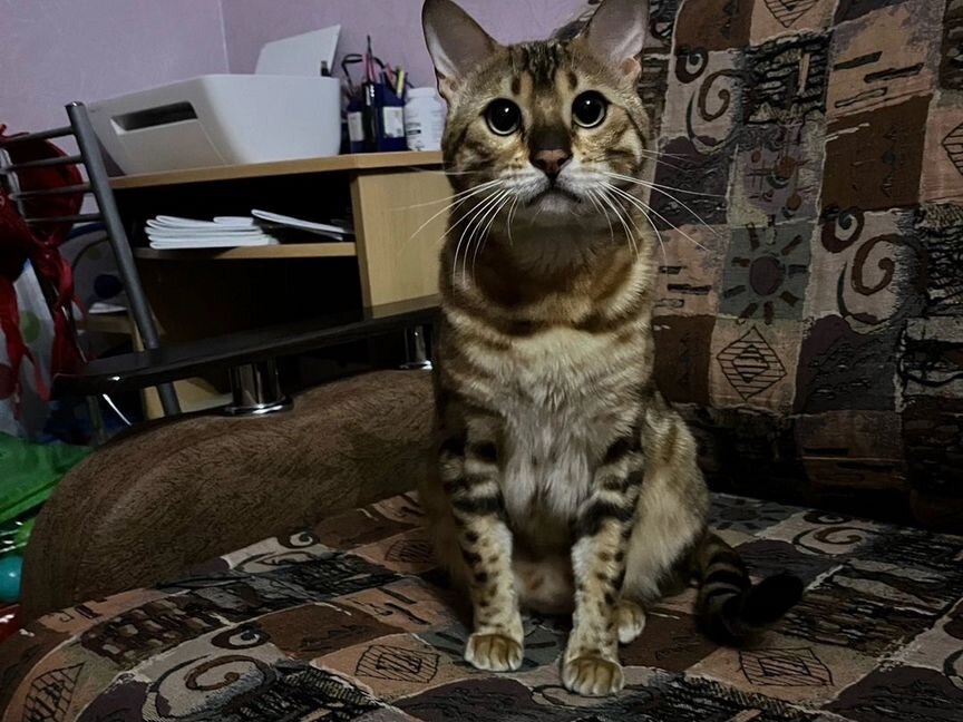 Пристраивается В добрые руки