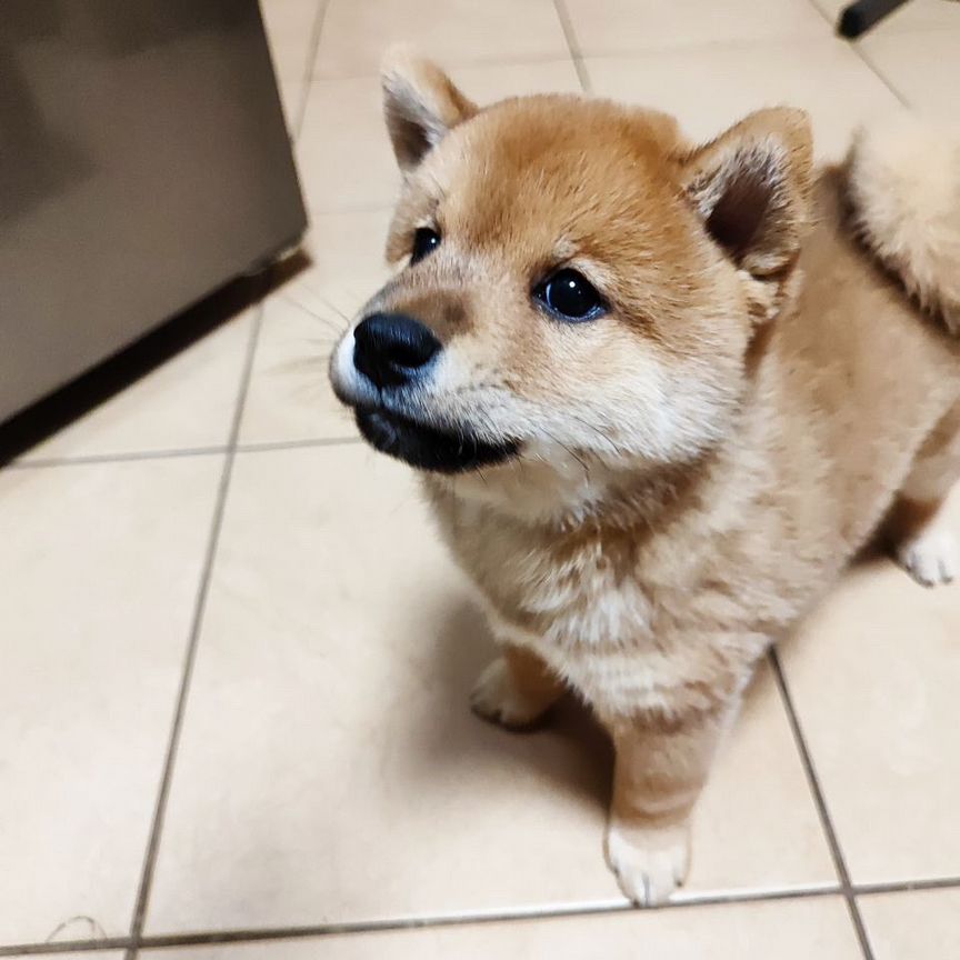 Сиба Ину: щенки, ищущие заботливых владельцев