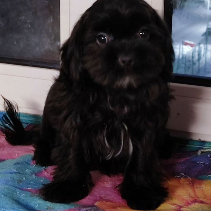 Ши-тцу, щенок