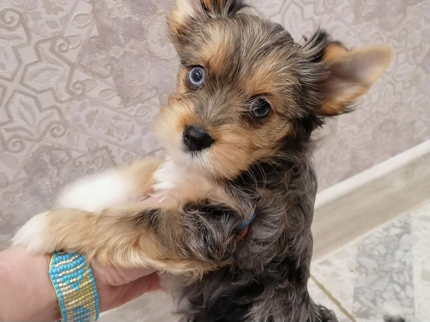 Йоркширский терьер обалденный окрас