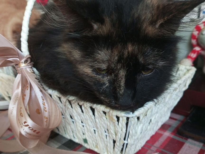 Кошка в дар бесплатно