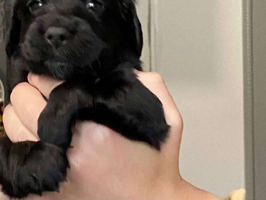 Русский спаниель