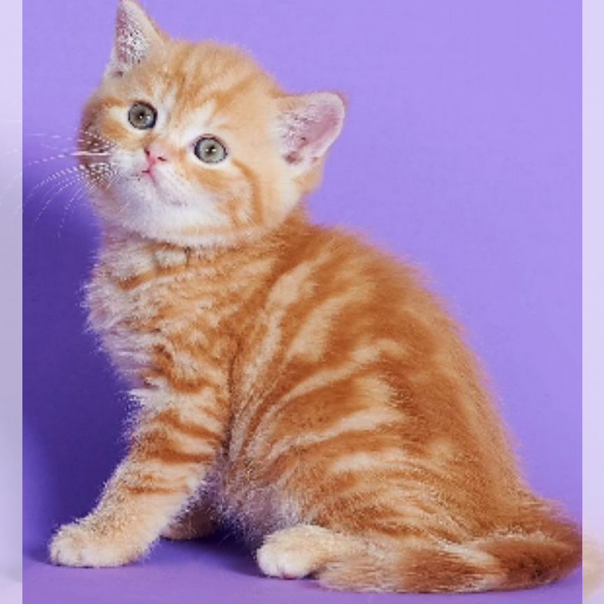 Нереально красивые котята