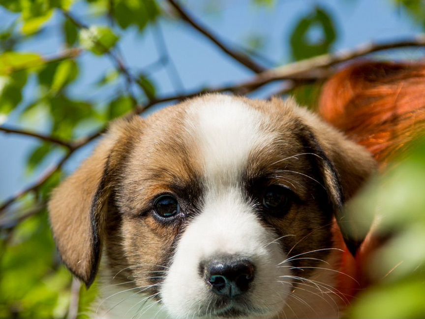 Щенки корги кардиган