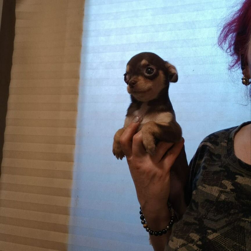 Чихуахуа мини девочка