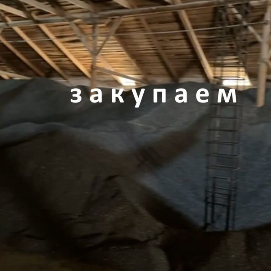 Семечки подсолнуха