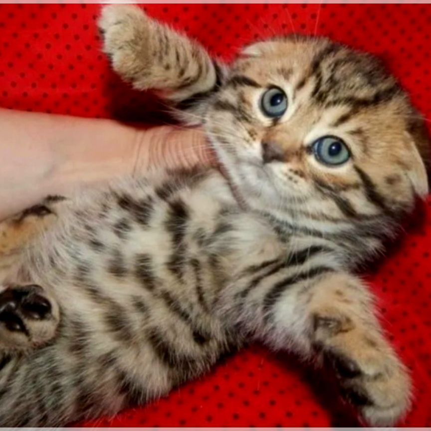 Вислоушки Тигровый Окрас