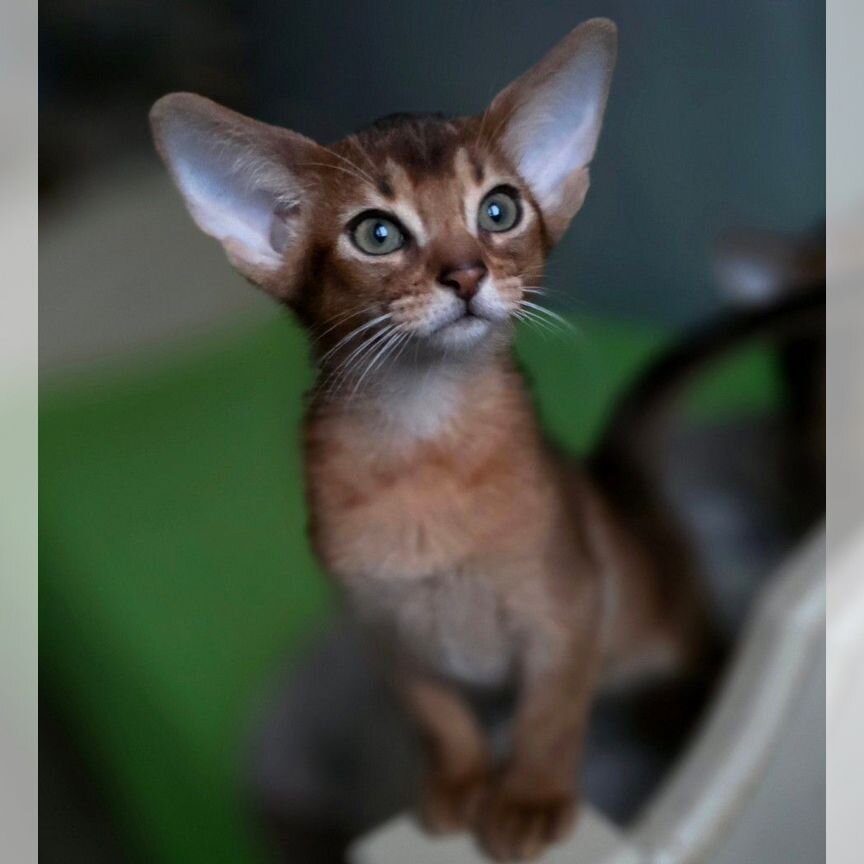 Абиссинский котёнок