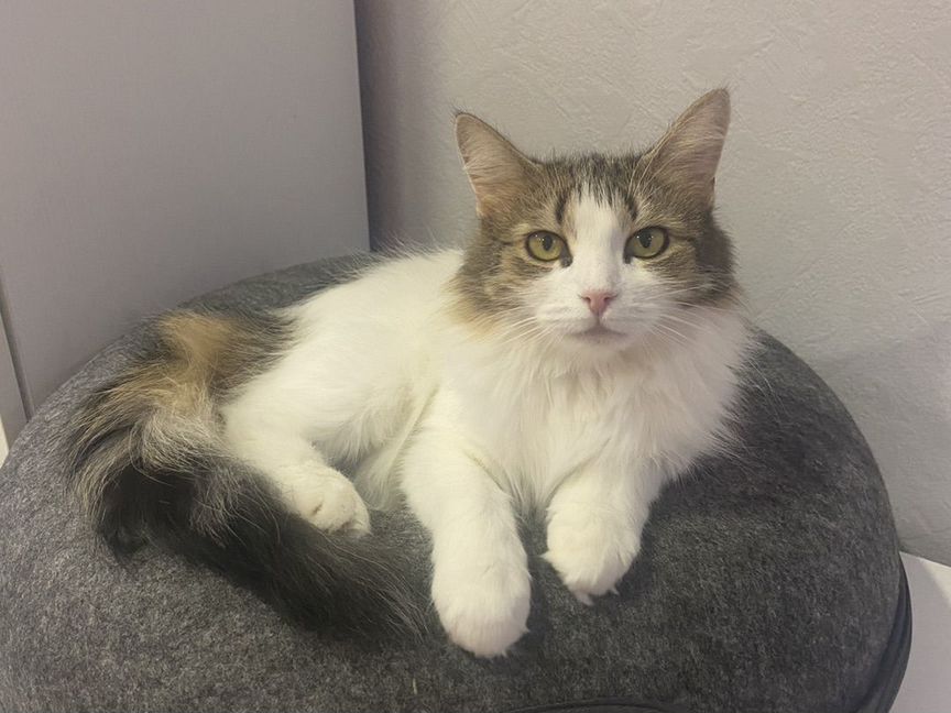 Кошке Шерри ищем дом