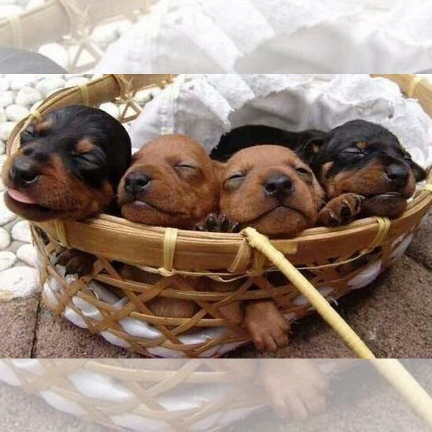 Карликовая такса, щенок