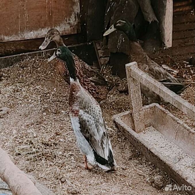 Селезень утки бегунок