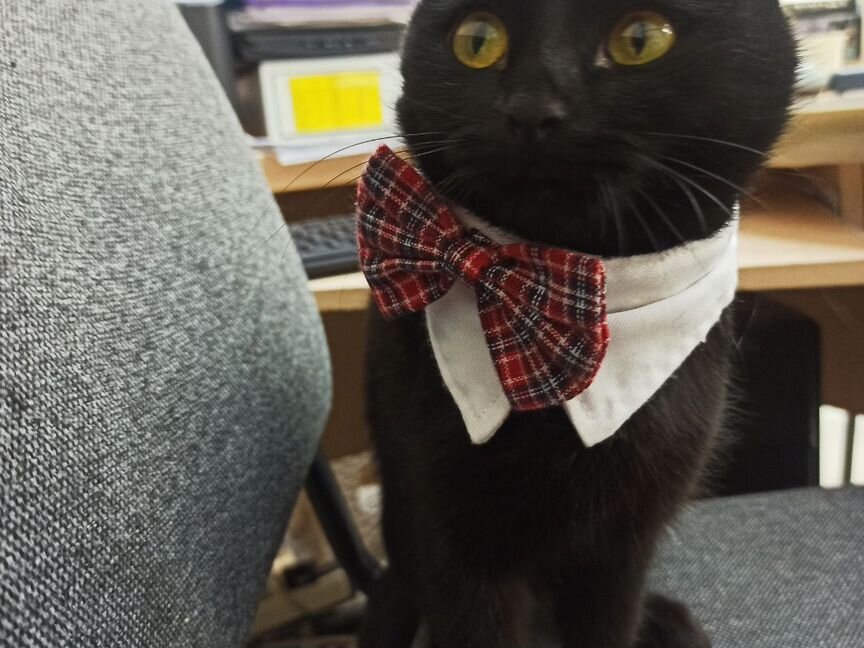 Кошка