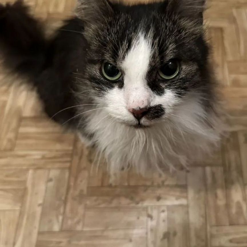 Котик Малыш ищет семью