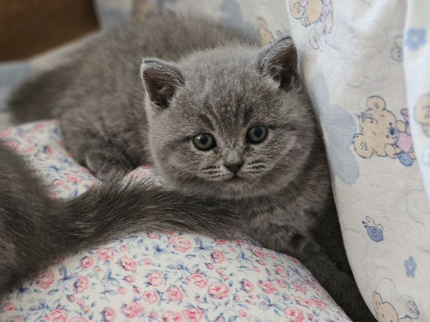 Шотландские прямоухие котята