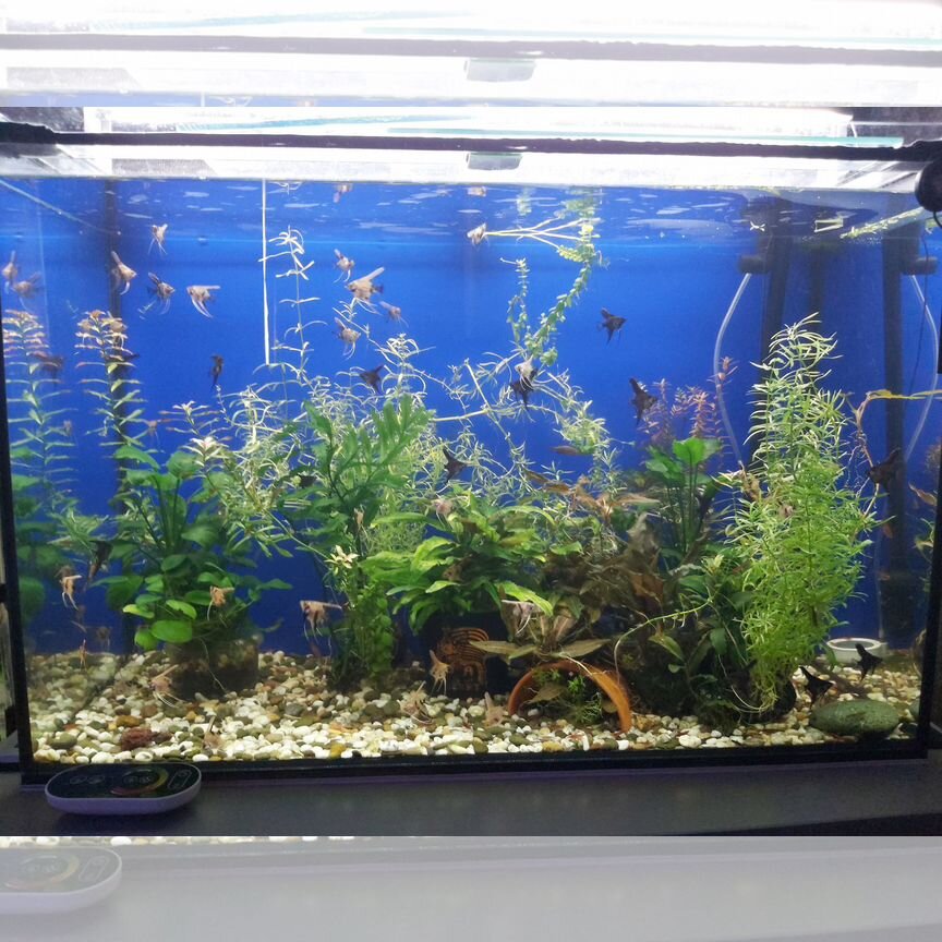 Скалярии (подростки)