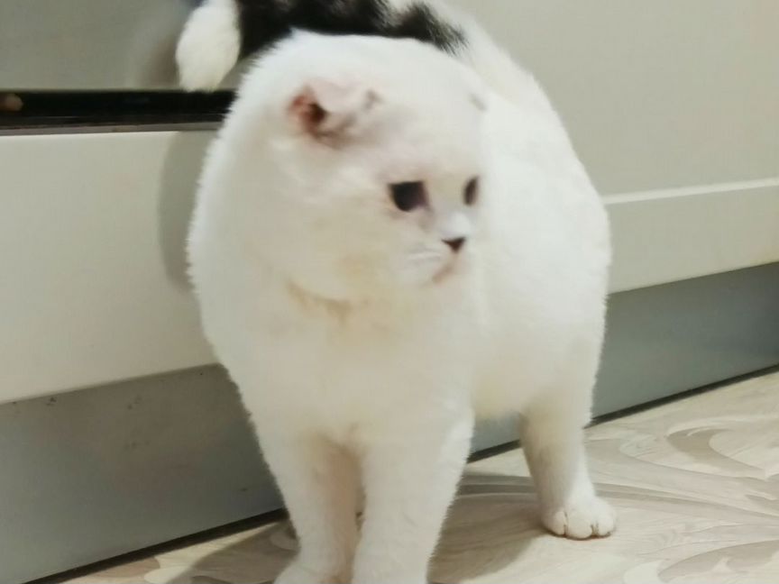Шотландский вислоухий котик