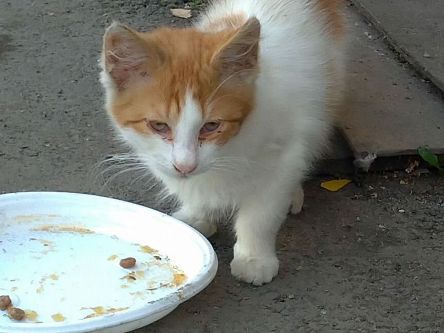 Кошка в дар бесплатно