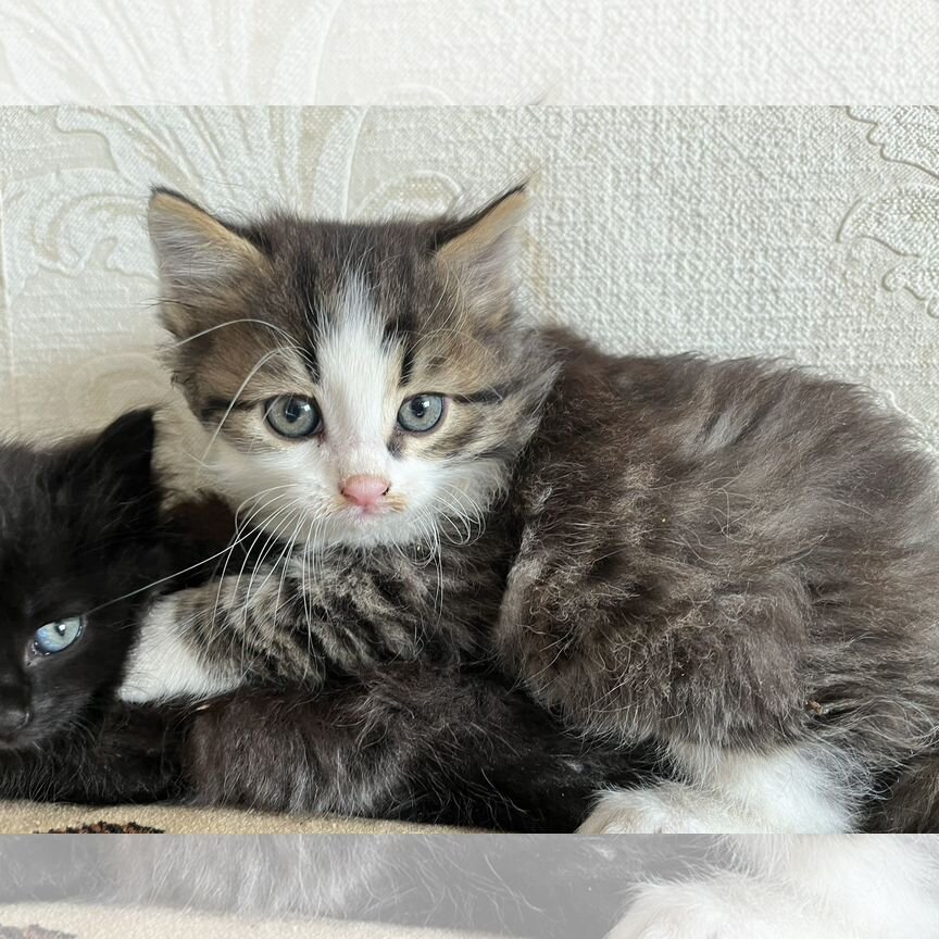 Два кота и одна кошечка
