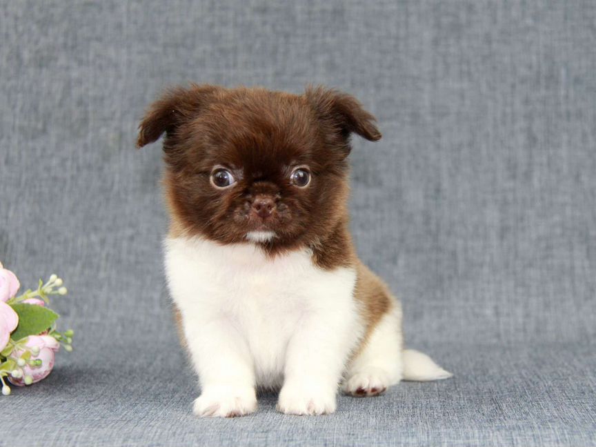 Чихуахуа, роскошный мальчик