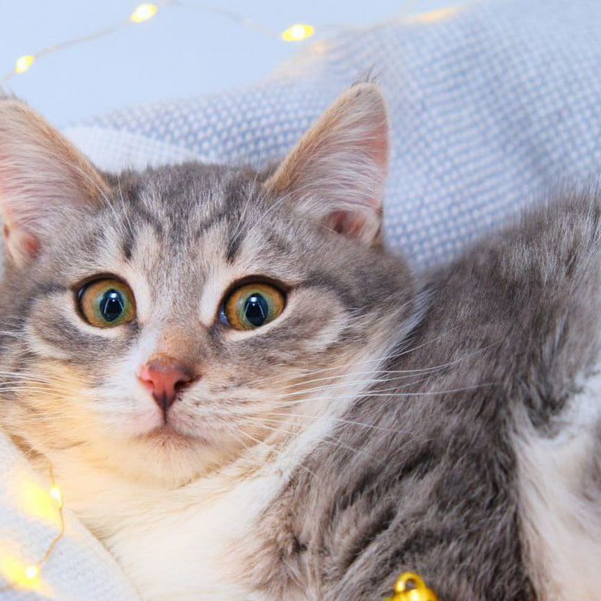 Ласковый котенок в добрые руки