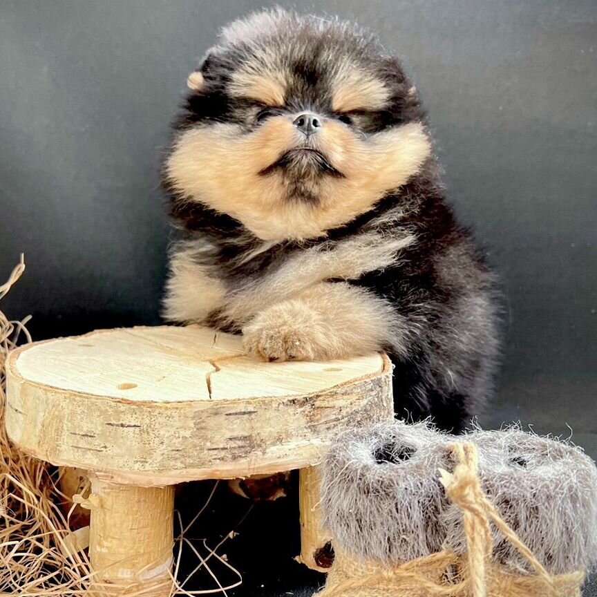 Померанский шпиц девочки