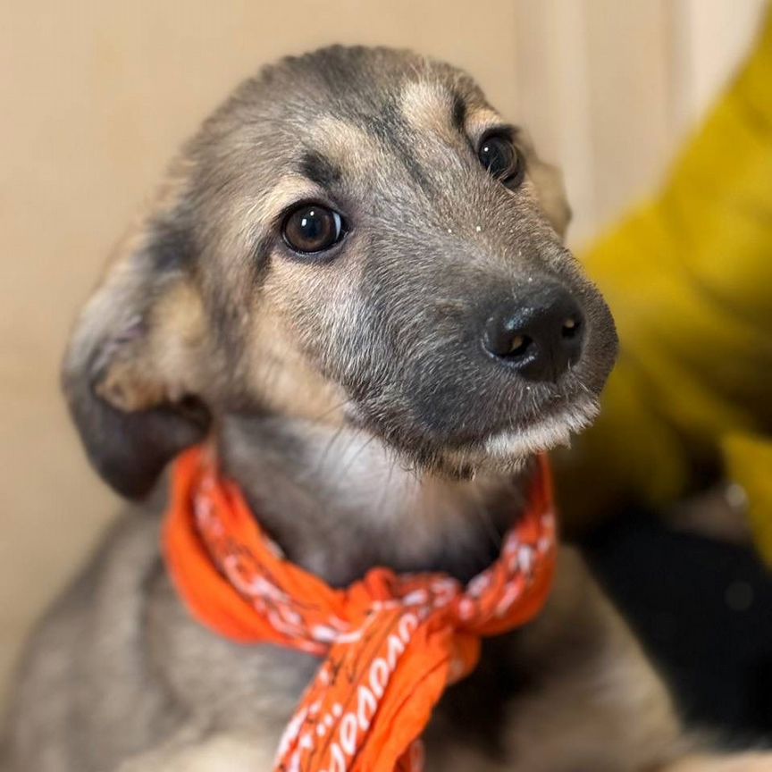 Малышка Искра