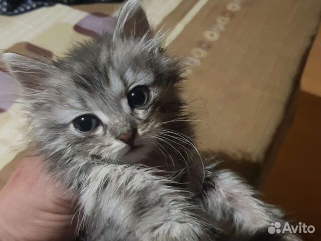Мальчик ищет хозяина