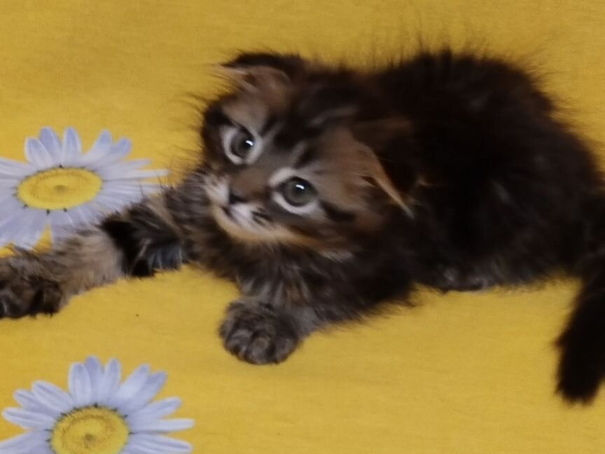 Кошки