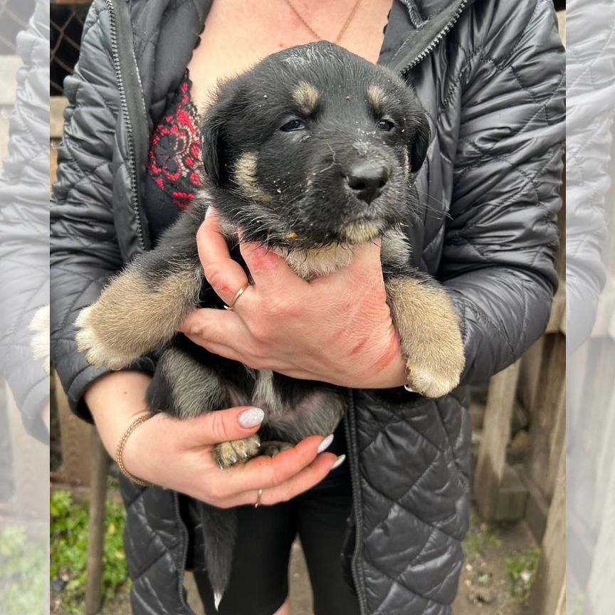 Немецкая овчарка, щенок