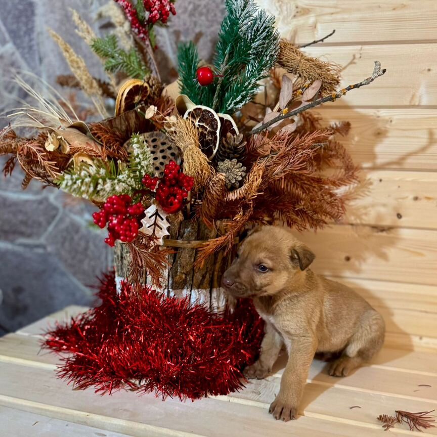 Щенок бесплатно. Мальчик