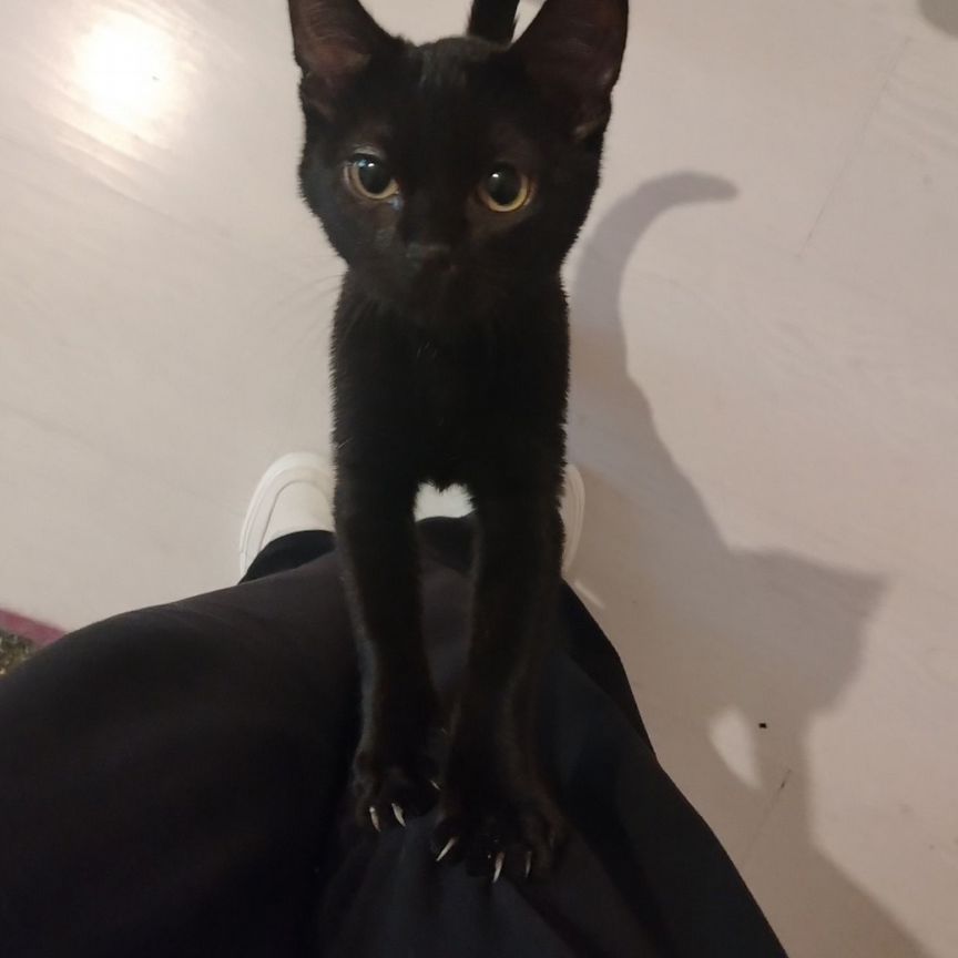 Тайский котёнок