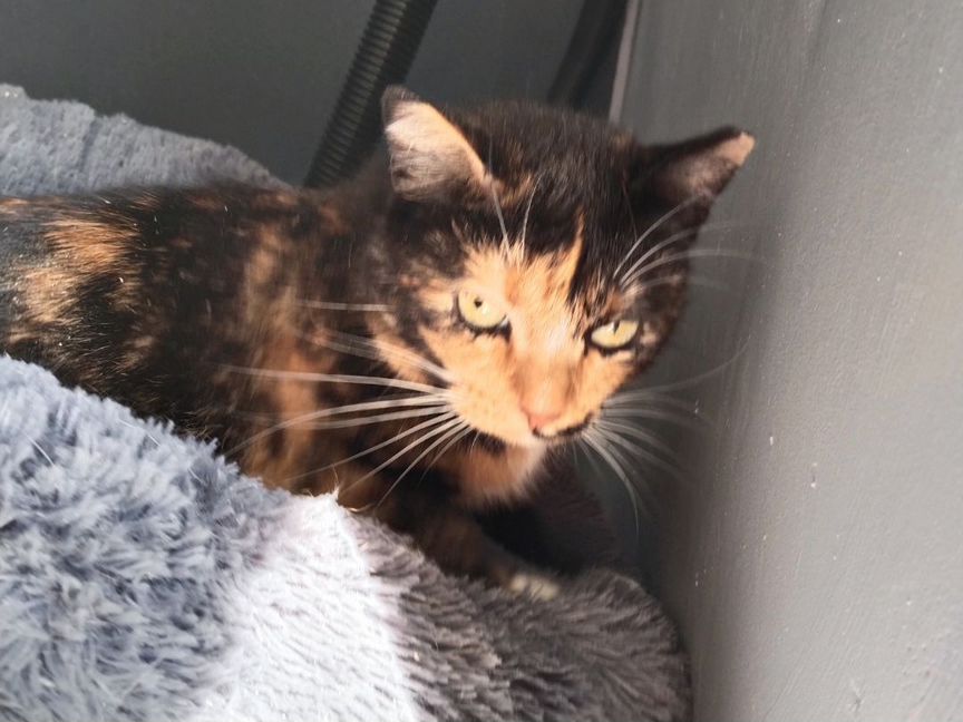 Ласковая трехцветка