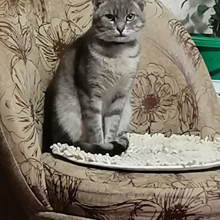 Дворянин