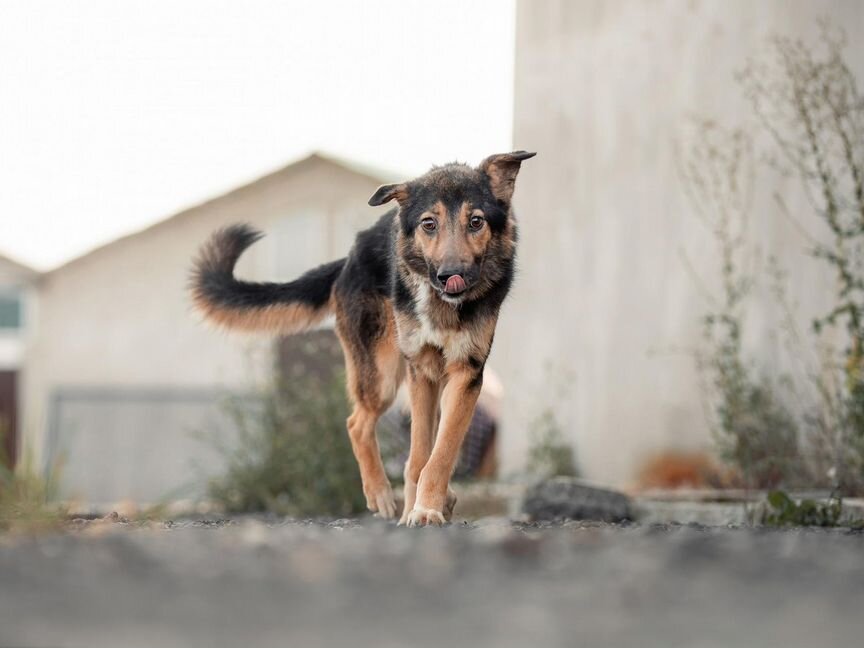 Собачка ищет дом