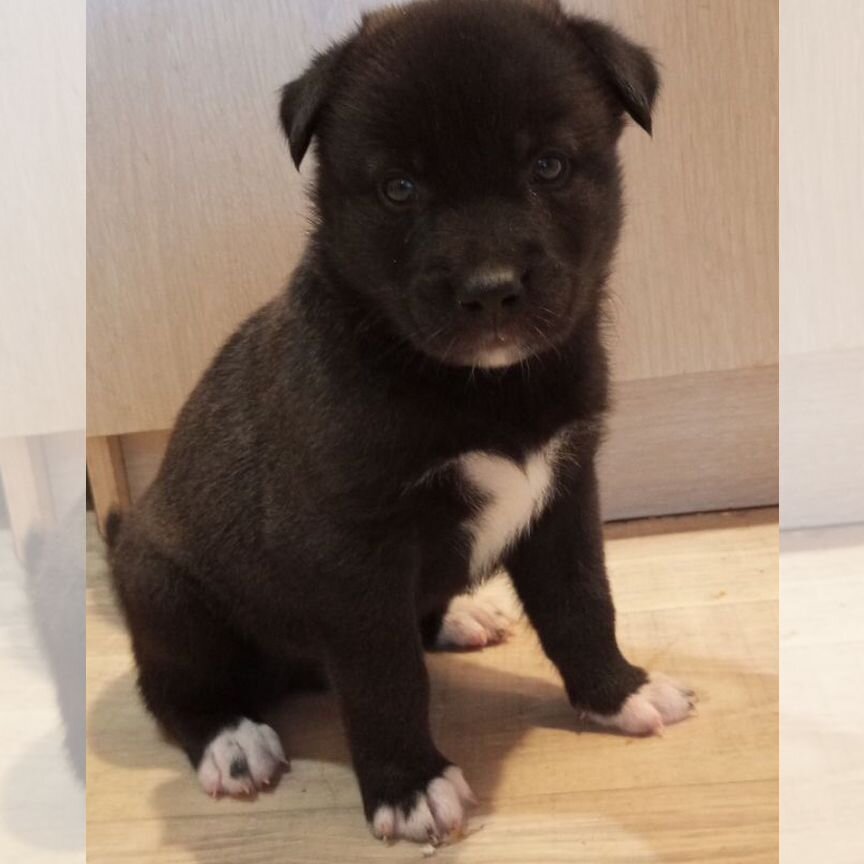 Американский питбультерьер, щенок