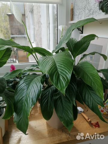 Спатифиллум Свит Лауретта купить в Москве | Товары для дома и дачи | Авито